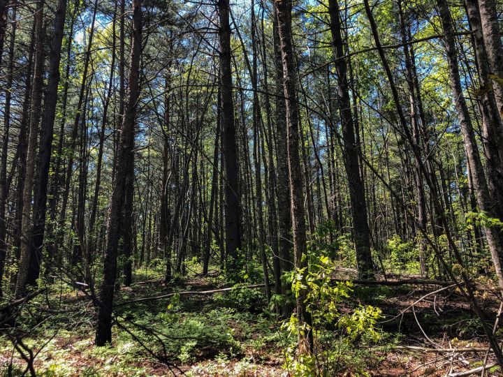 White Pine Management Project – Chattooga Conservancy