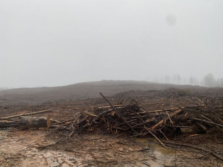 Loblolly & White Pine Projects Underway - Chattooga Conservancy